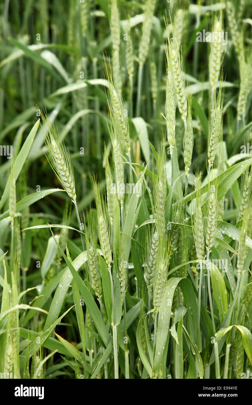 An early morning view of rain drops on stalks of wheat growing in a ...
