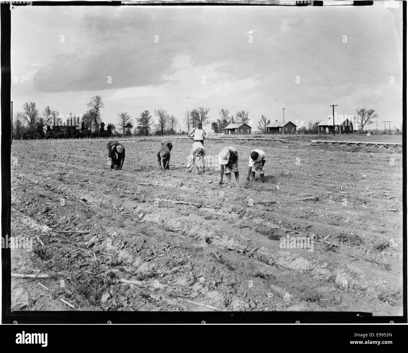 Crop stages Black and White Stock Photos & Images - Alamy