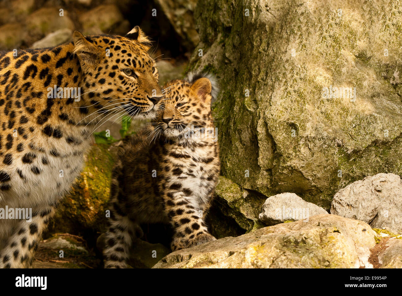 Amur leopards mother cub hi-res stock photography and images - Alamy