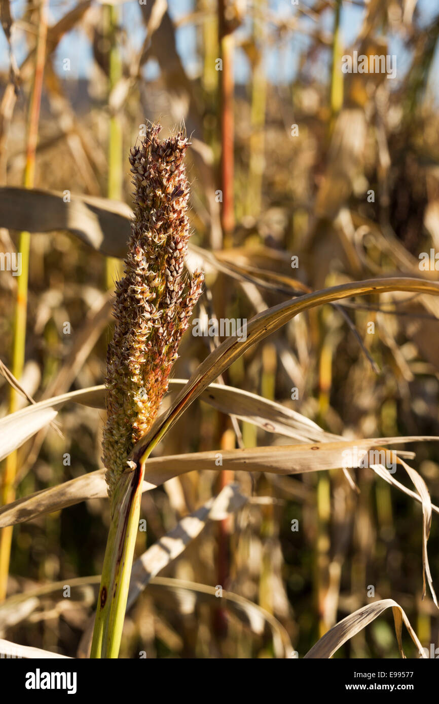 Broom Corn stalks drying in the field Stock Photo - Alamy