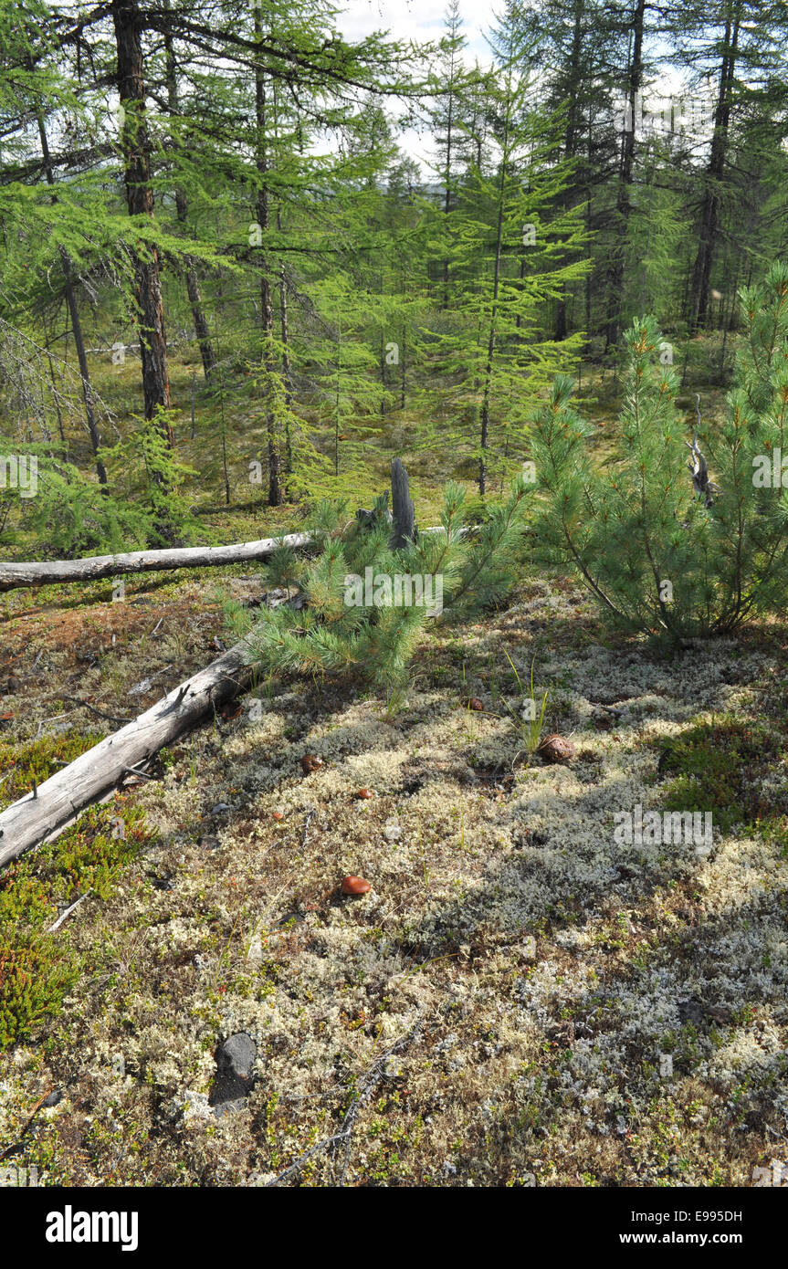 Siberian dwarf pine in deciduous taiga Yakutia. The valley of the river ...