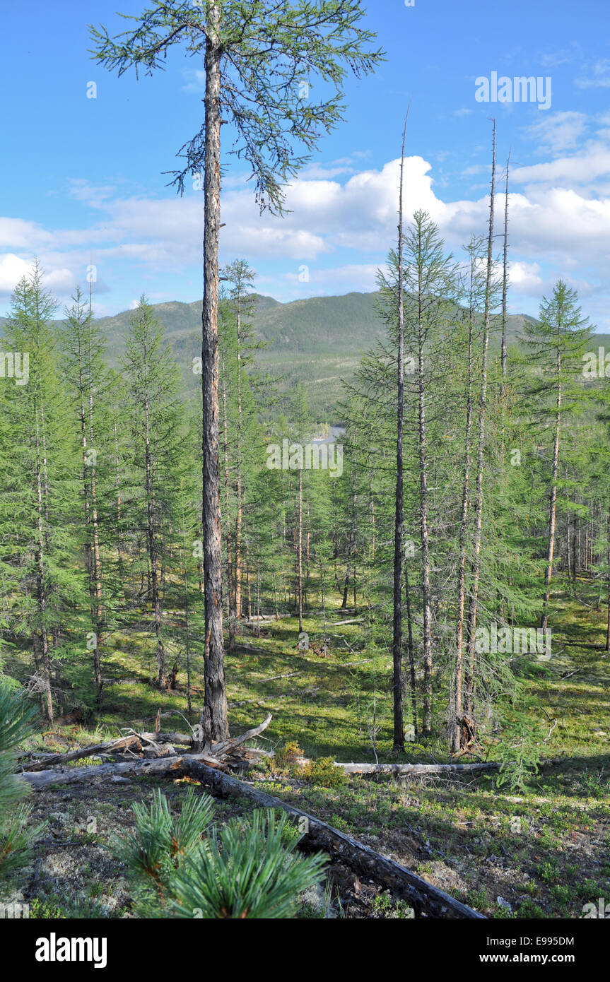 Larch taiga in Yakutia. The valley of the river Suntar in the hill ...