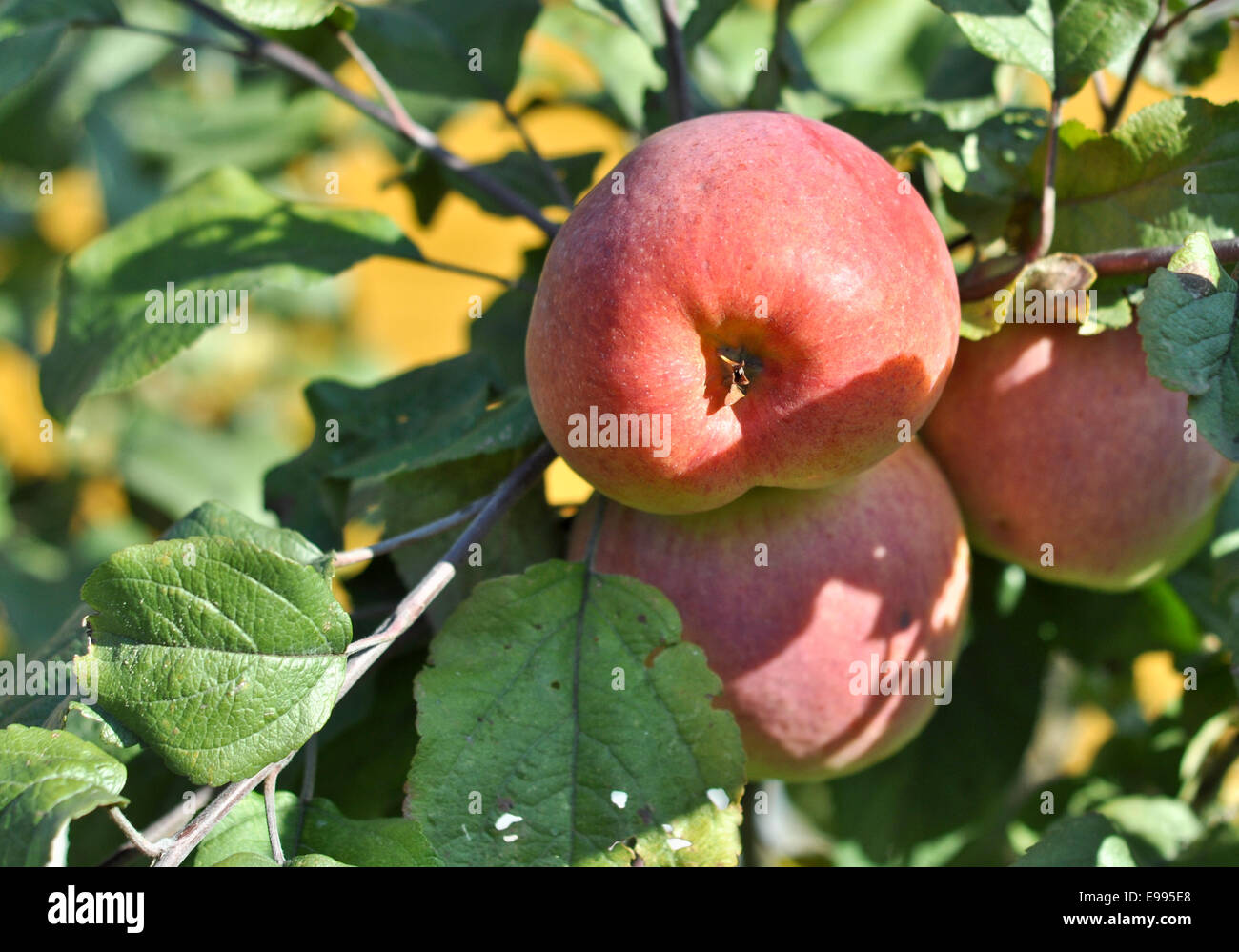 Three apple tree hi-res stock photography and images - Alamy