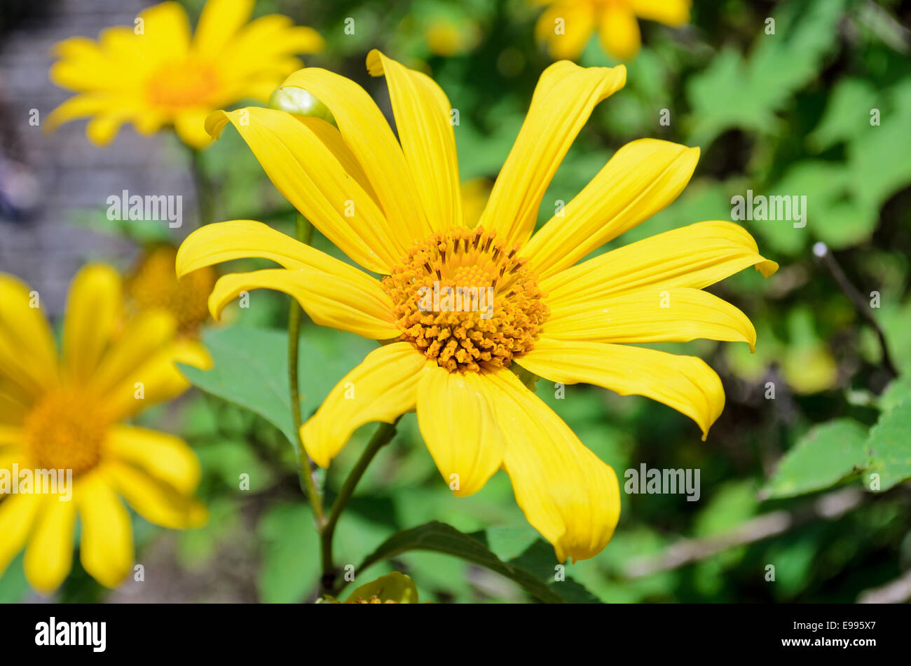 Mexican Sunflower Weed or Tithonia diversifolia, Flowers are bright ...