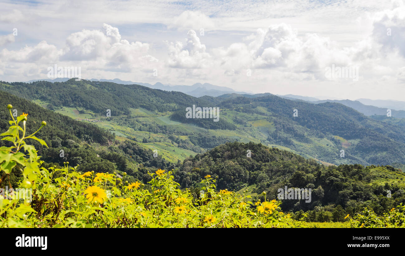 Forest mountain road from mae hi-res stock photography and images - Alamy