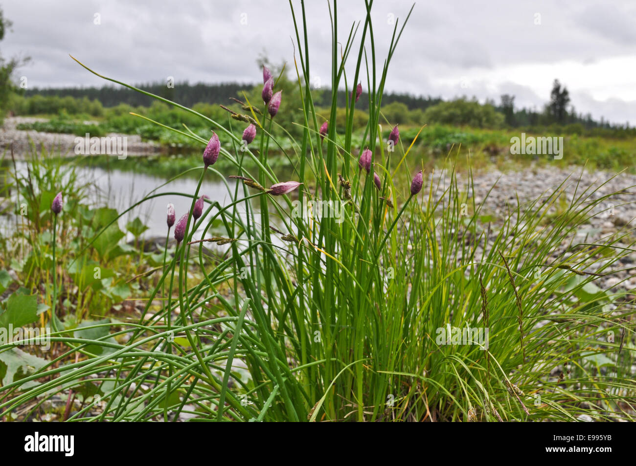 Wild onions hi-res stock photography and images - Alamy