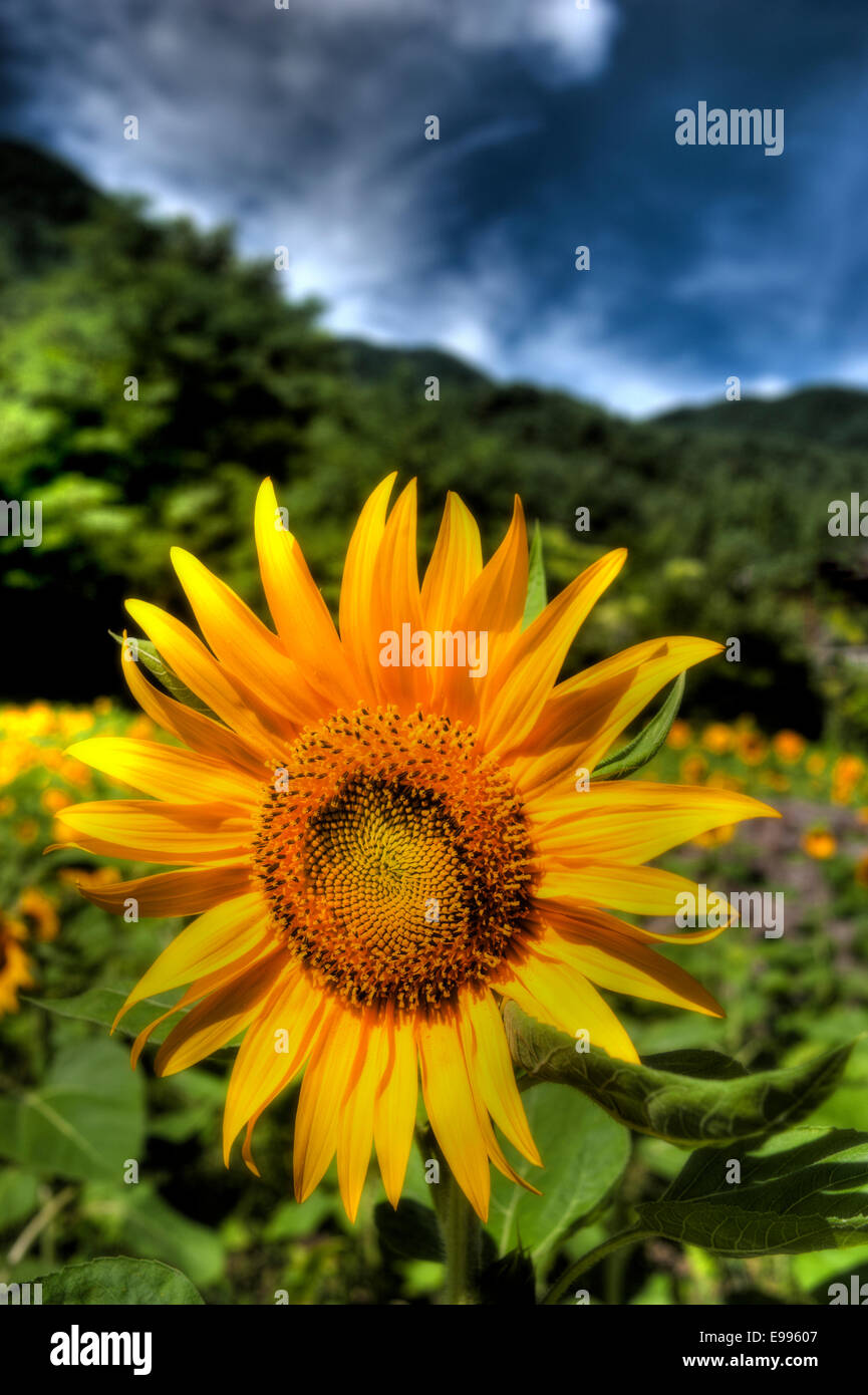 Sunflower, Japanese Alps, Japan Stock Photo - Alamy