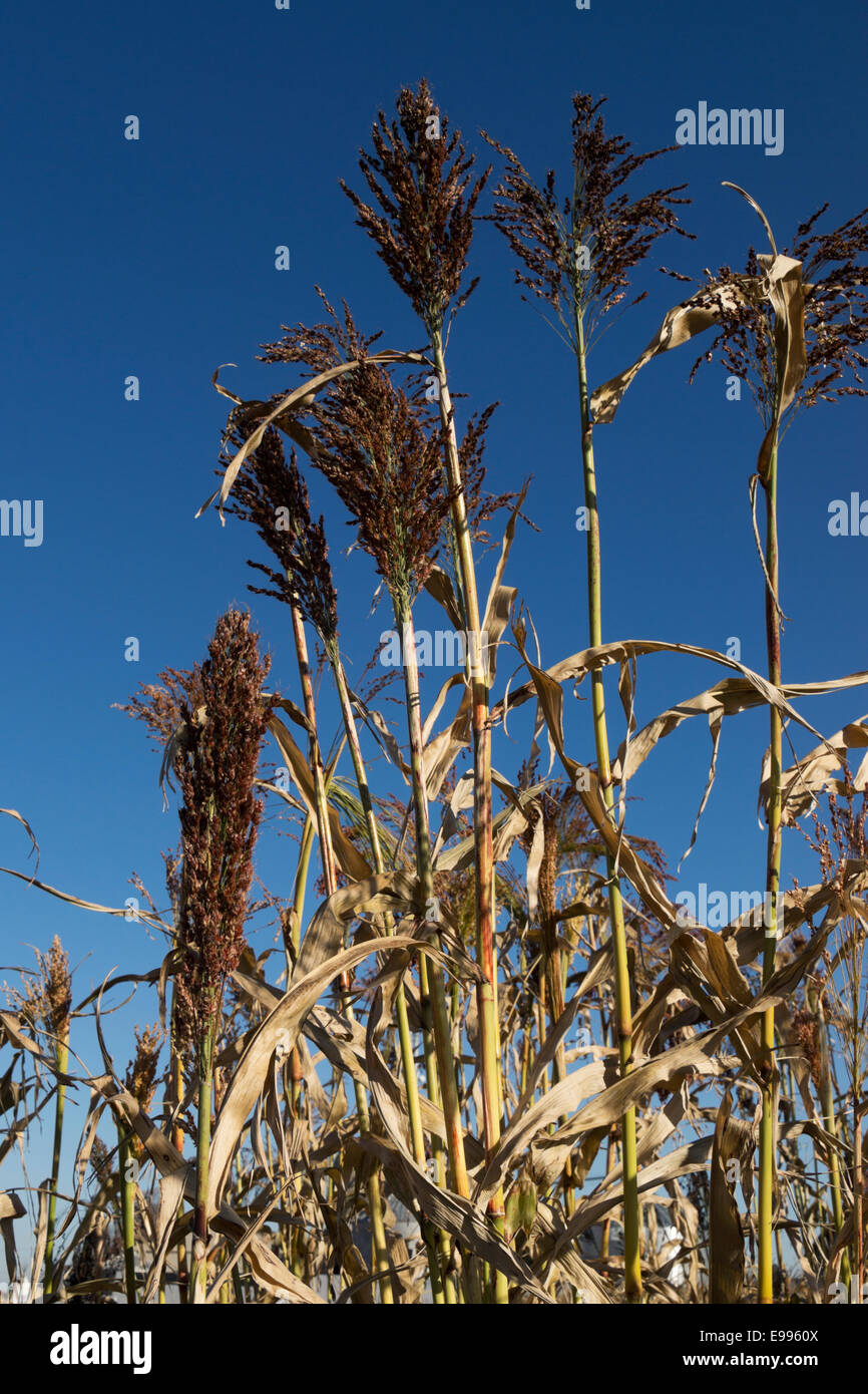 Corn broom hi-res stock photography and images - Alamy