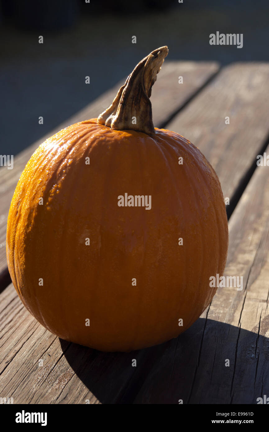 Pie pumpkin covered with morning dew sitting on a rustic picnic table ...