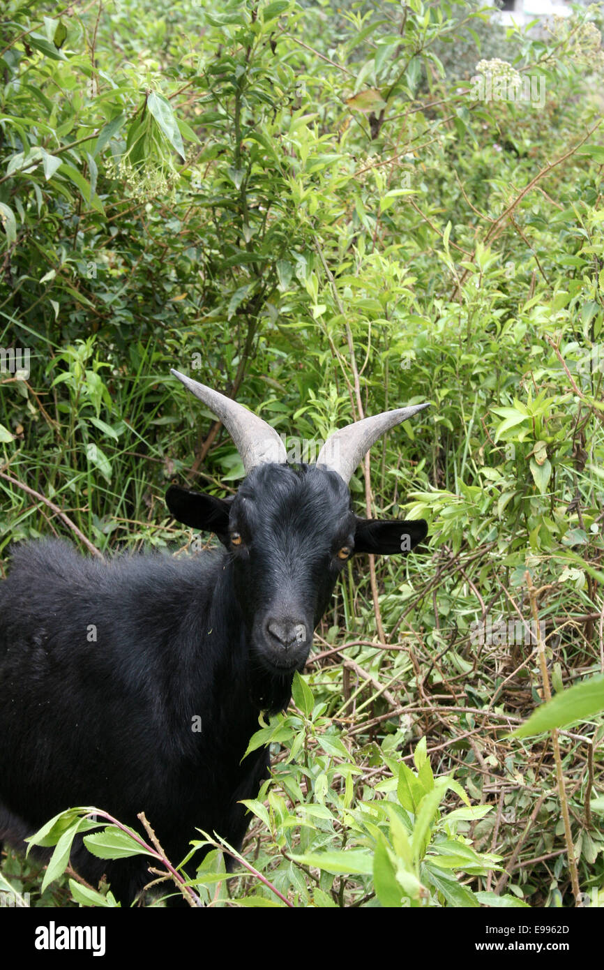 A goat in a farmers pasture in Cotacachi, Ecuador Stock Photo - Alamy