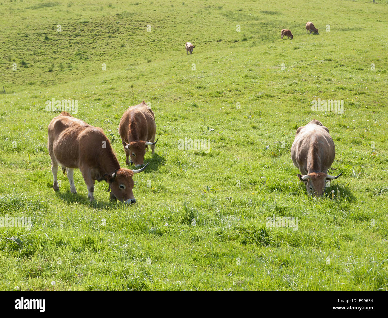 Cows in field in Asturias, Spain Stock Photo - Alamy