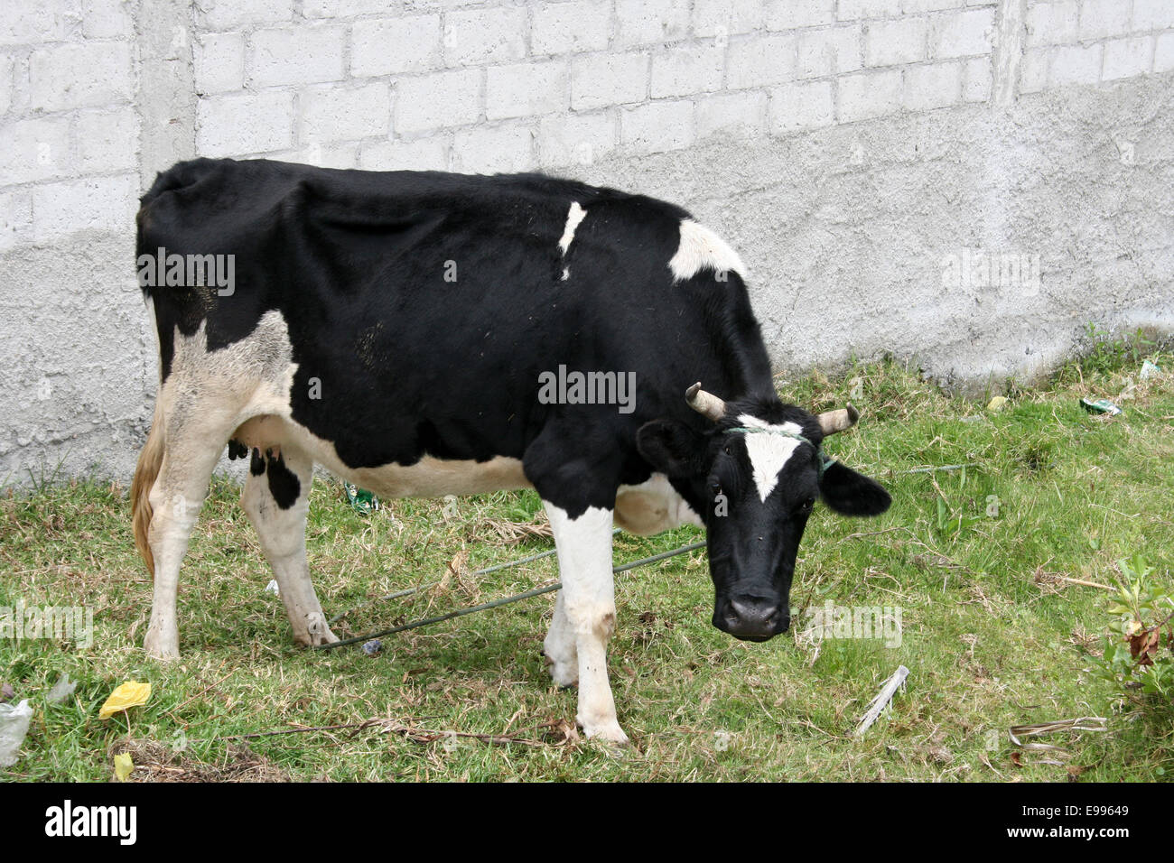 Holstein cow hi-res stock photography and images - Alamy