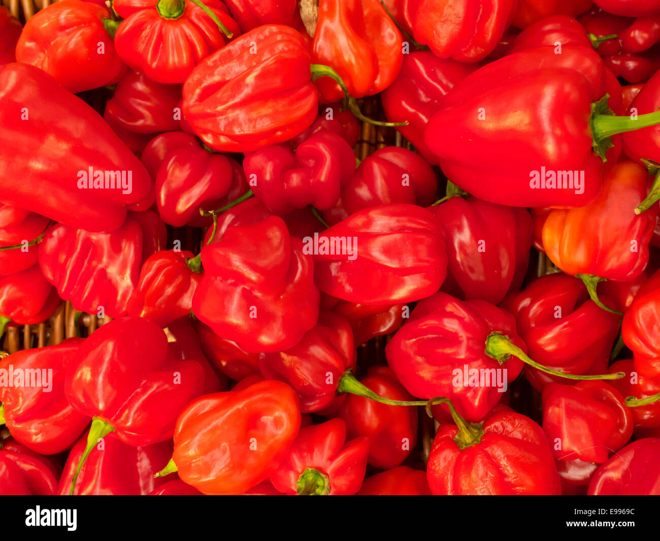 A supermarket display of Scotch Bonnet red chilli peppers very hot a ...