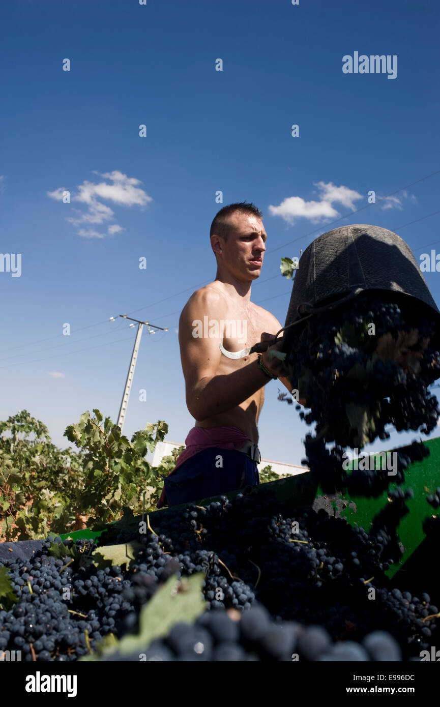 Black grapes man hi-res stock photography and images - Alamy