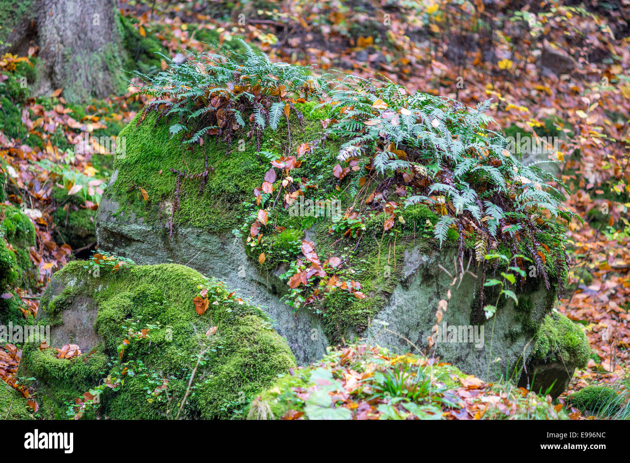 Boulders covered with moss hi-res stock photography and images - Alamy