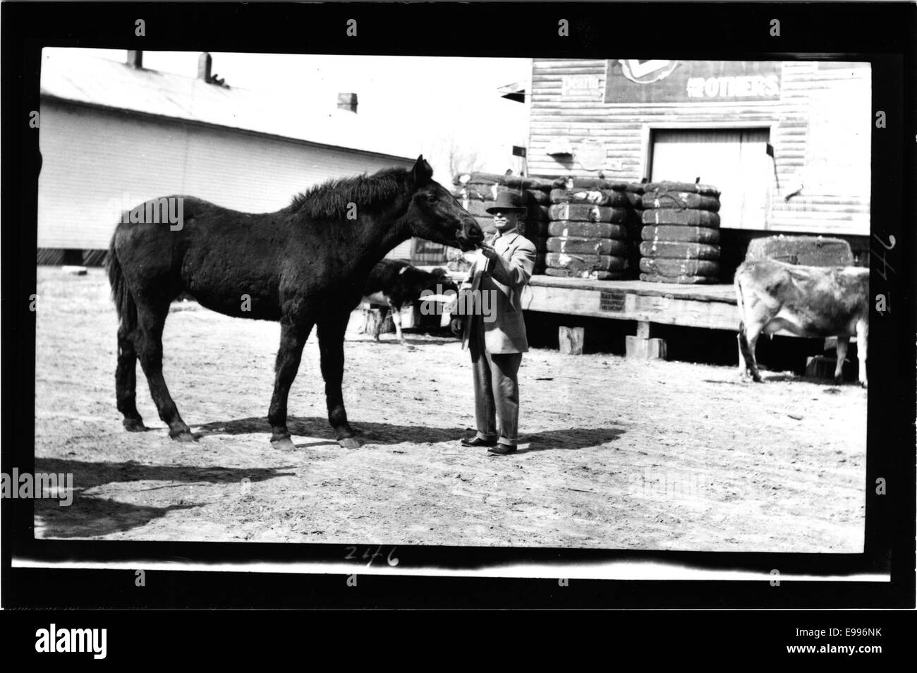 A photograph of a colt, 8 months old and weighing 900 pounds. The image ...
