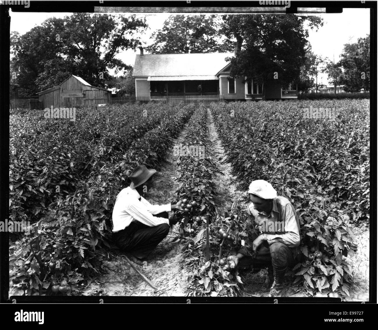 A photograph showing men working in a tomato crop. The image highlights ...
