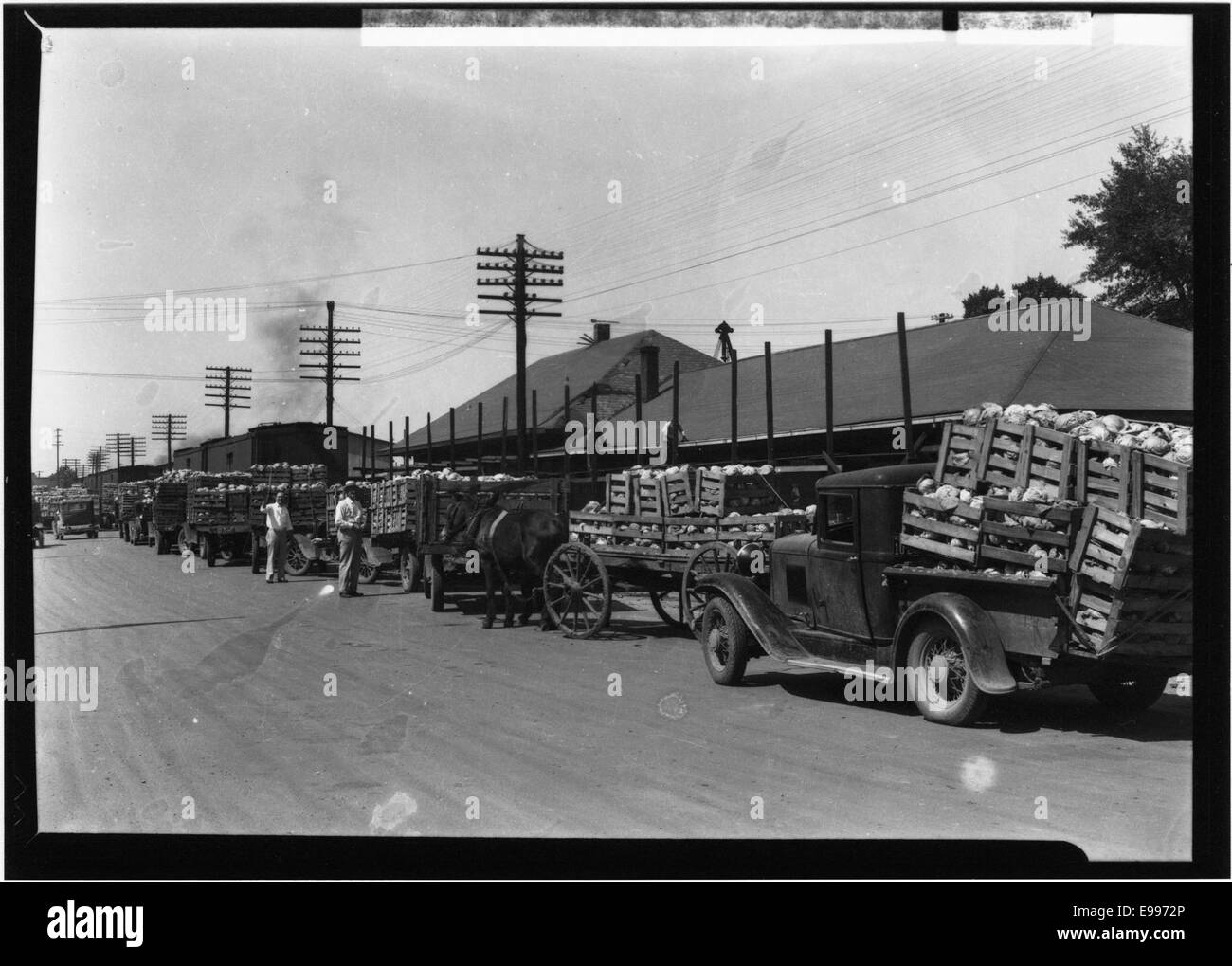 A photograph of trucks and wagons loaded with cabbage, showcasing ...