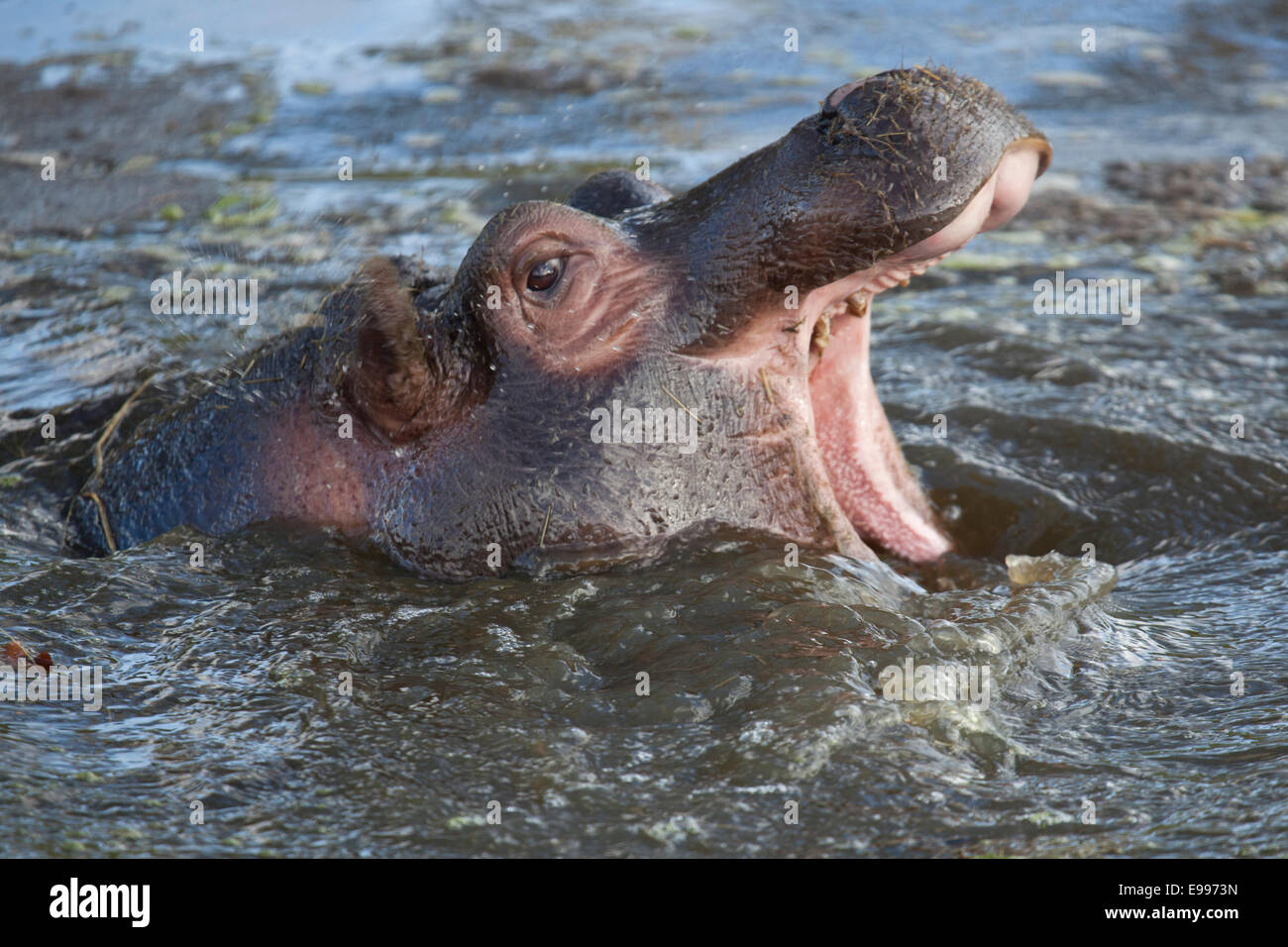 A young Common Hippopotamus calf opening its mouth in the water Stock ...