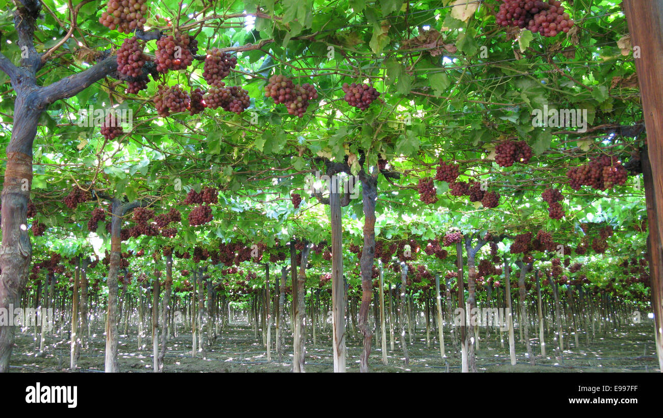 Red grapes growing hi-res stock photography and images - Alamy