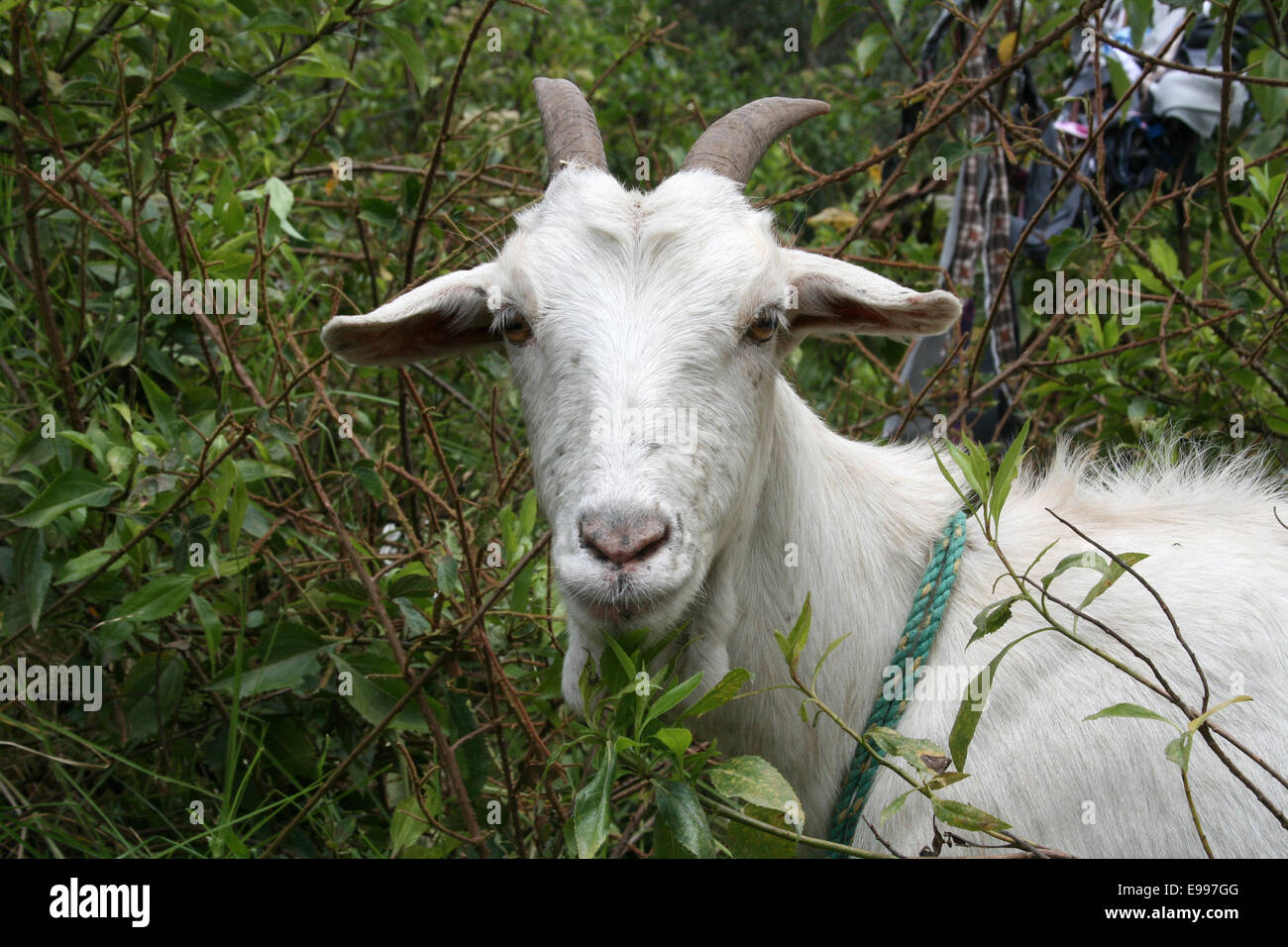 A goat in a farmers pasture in Cotacachi, Ecuador Stock Photo - Alamy