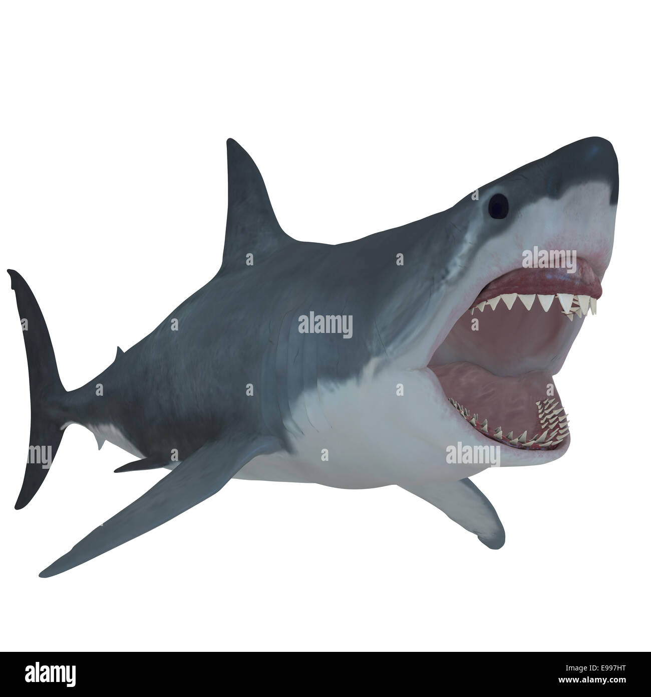 Carcharodon carcharias Cut Out Stock Images & Pictures - Alamy