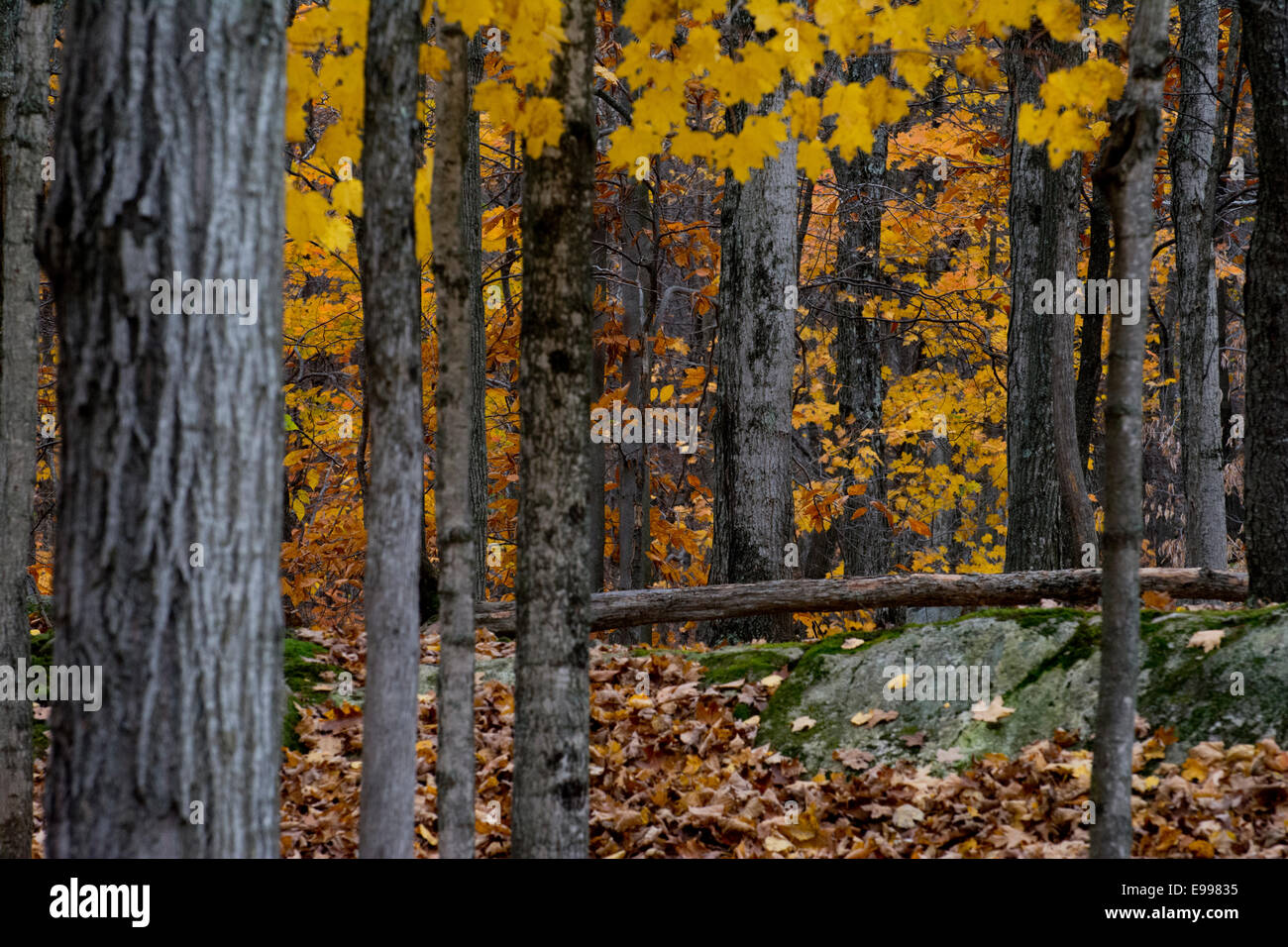 Canadian forest in autumn Stock Photo - Alamy