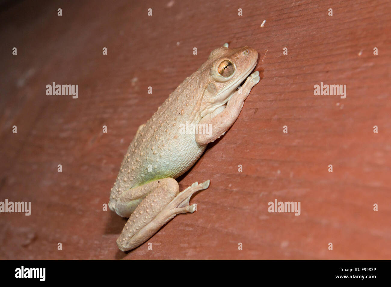 Cuban tree frog on a front porch overhang - Osteopilus septentrionalis ...