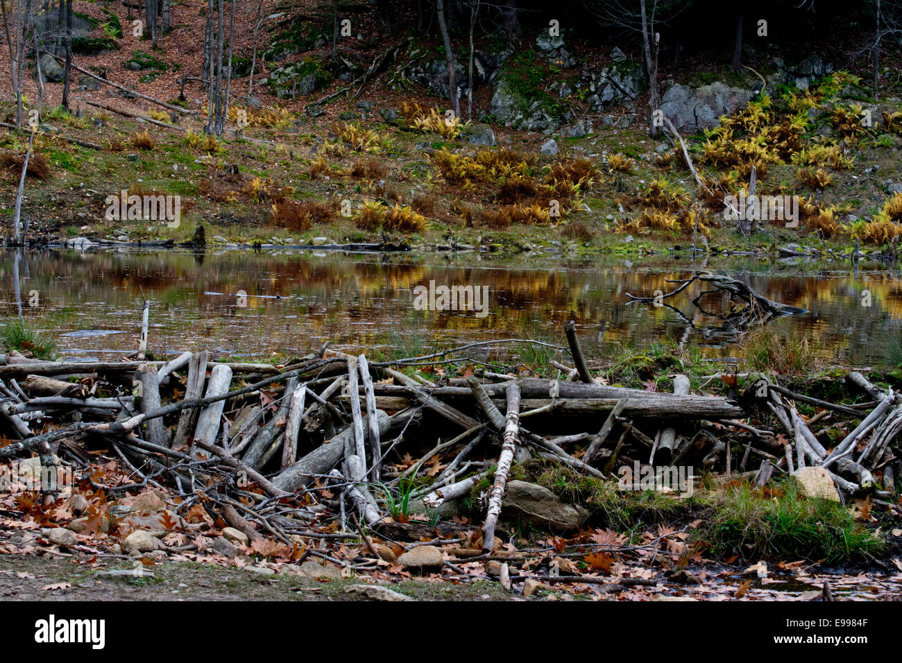 A view of a beaver pond Stock Photo - Alamy