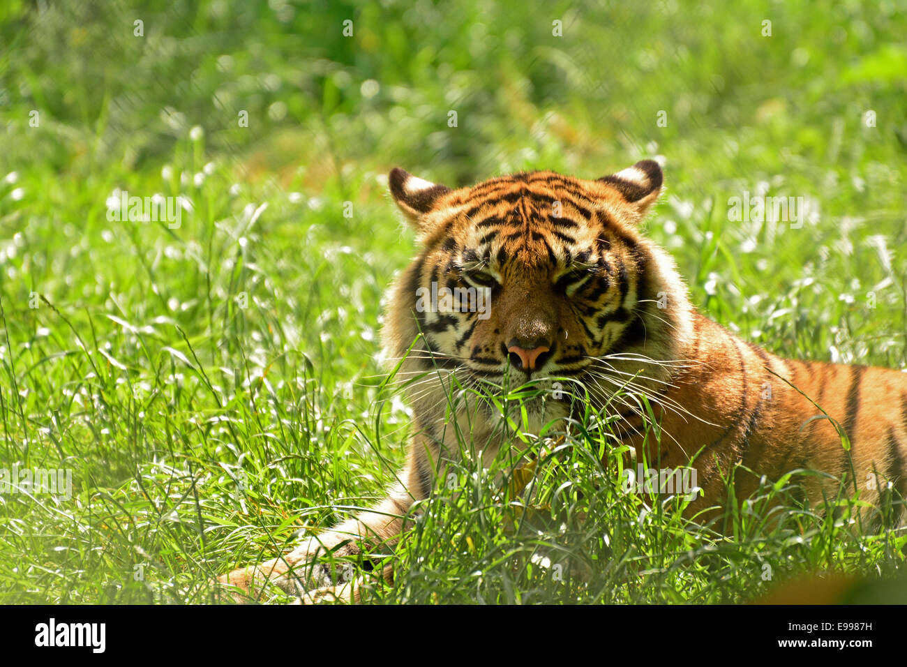 Sunbathing tiger at chester zoo, june 2014 Stock Photo - Alamy