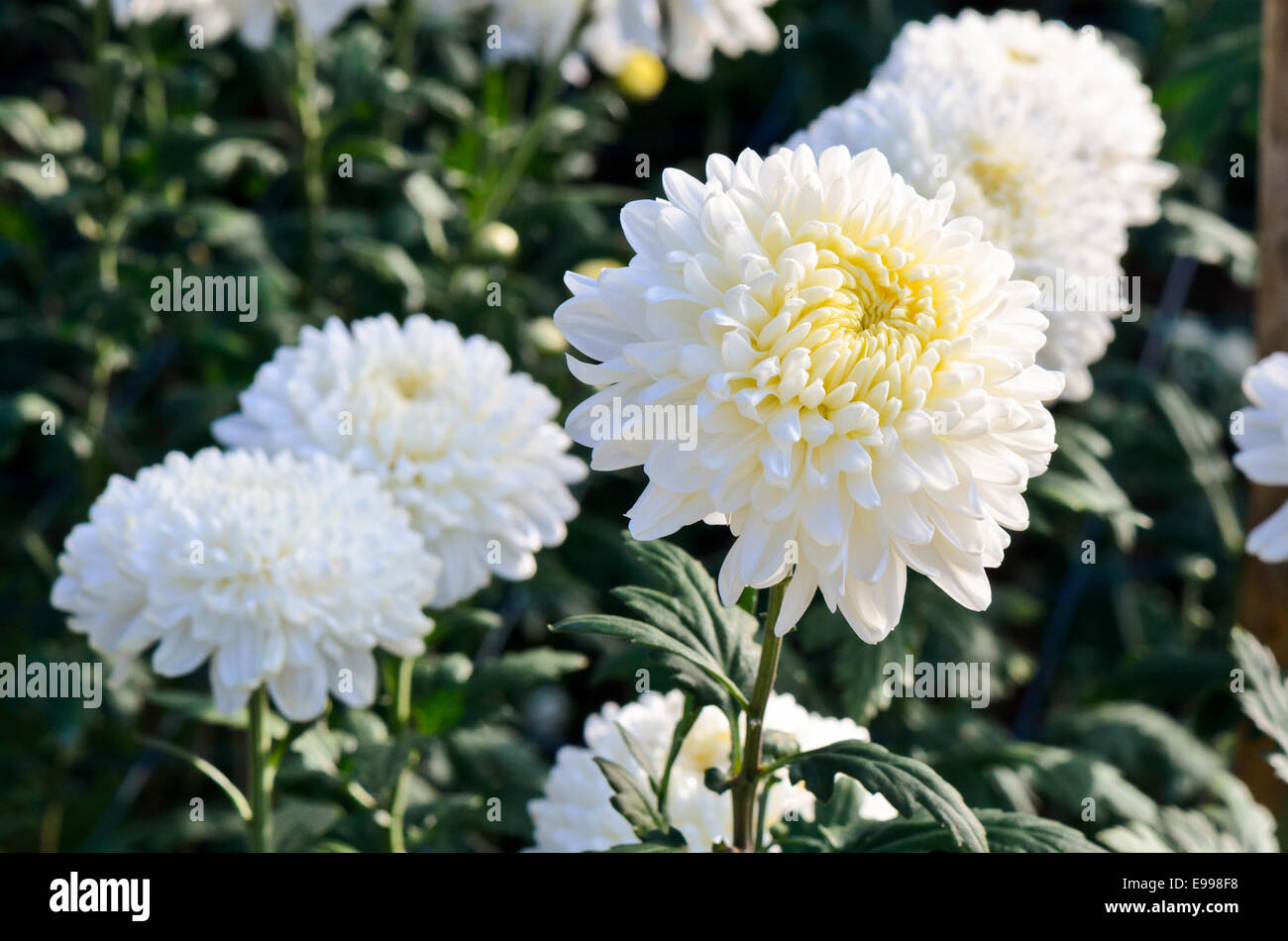 Chrysantheium Morifolium