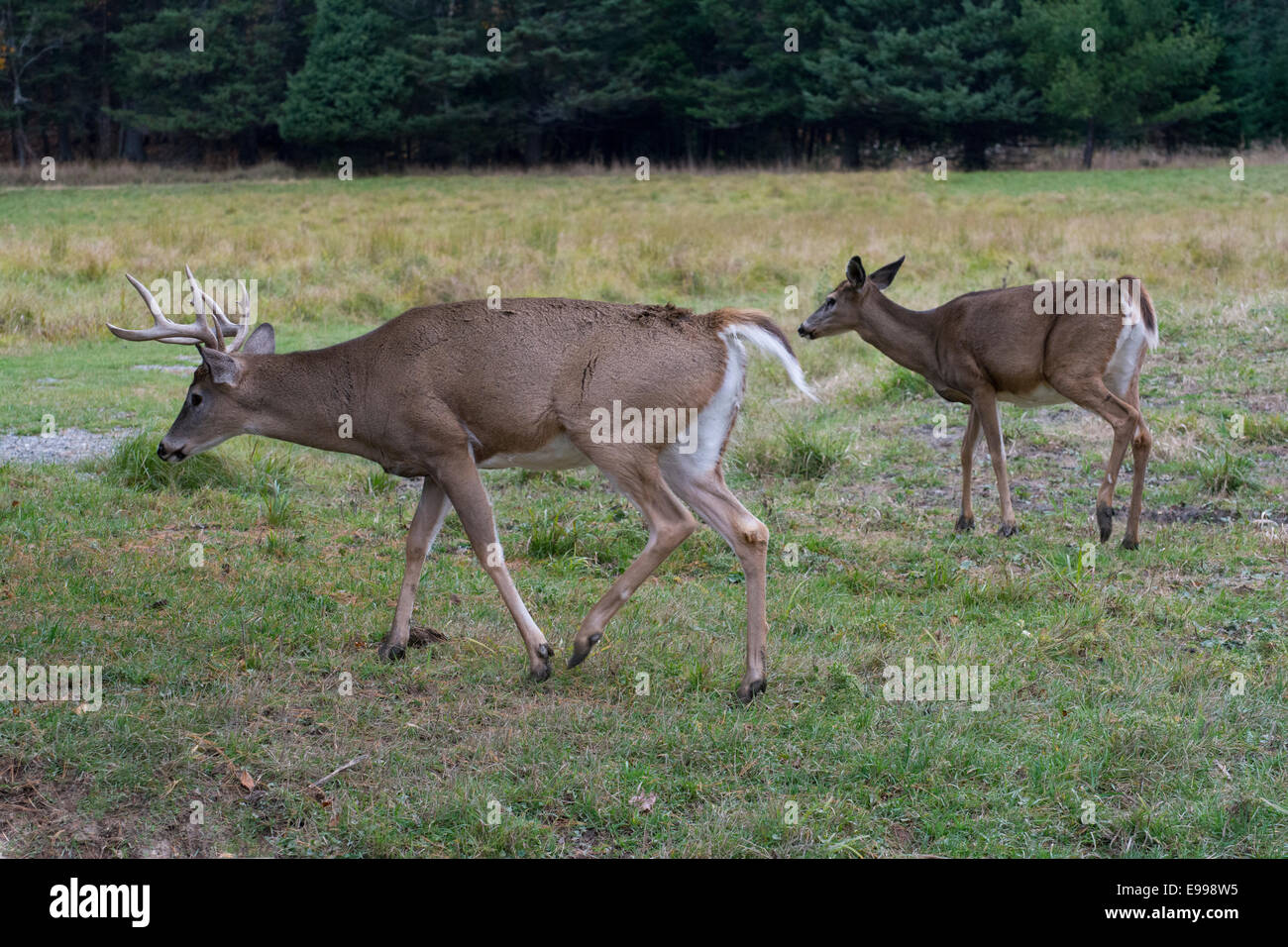 A pair of White-tailed Deer Stock Photo - Alamy