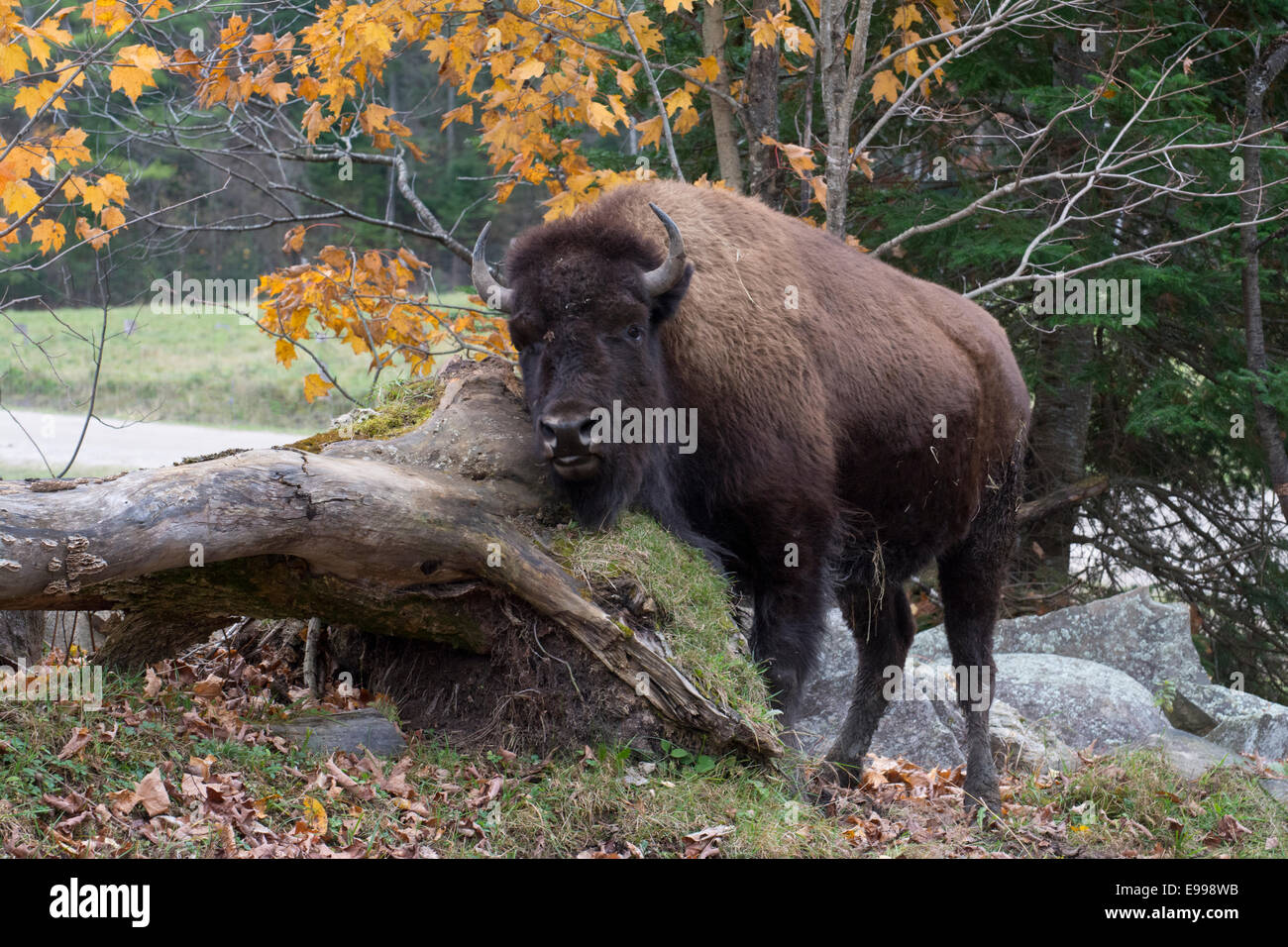 A Bison scratching against a stump Stock Photo - Alamy