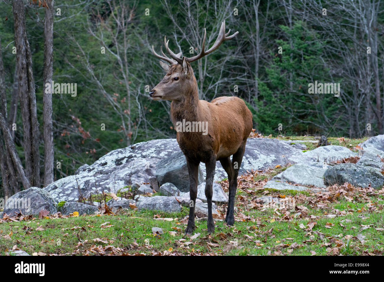 A male Red Deer in autumn at Omega Park Stock Photo - Alamy
