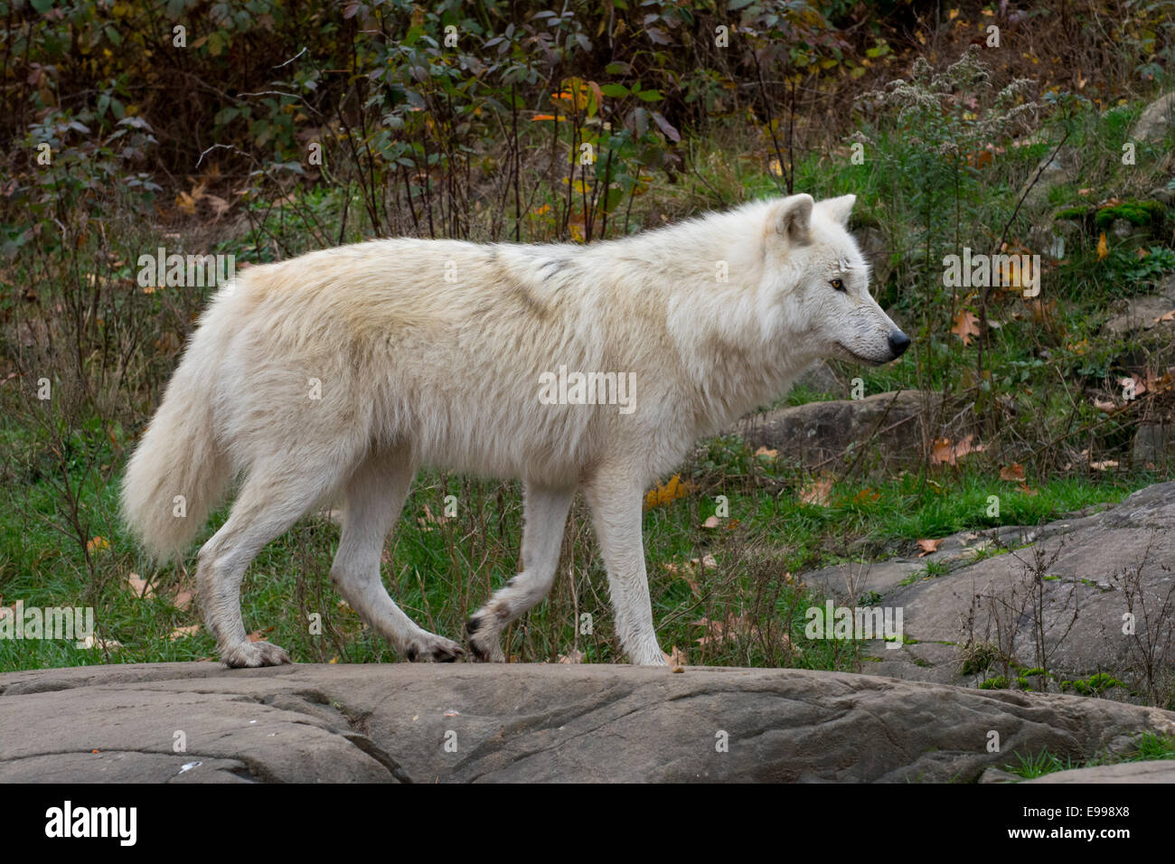 An Arctic Wolf Stock Photo - Alamy
