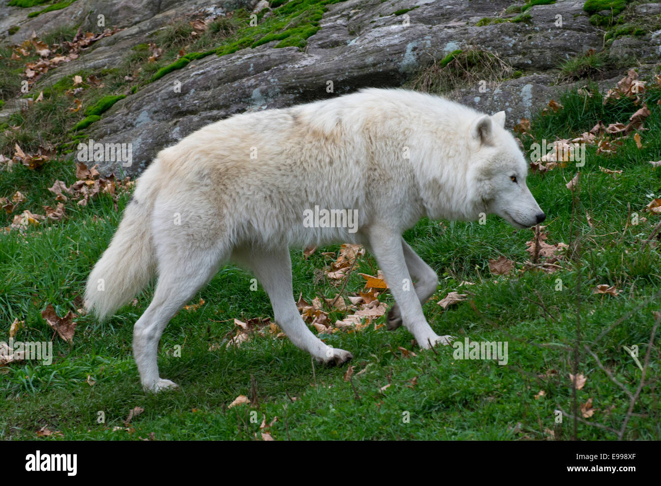 A view of an Arctic Wolf Stock Photo - Alamy