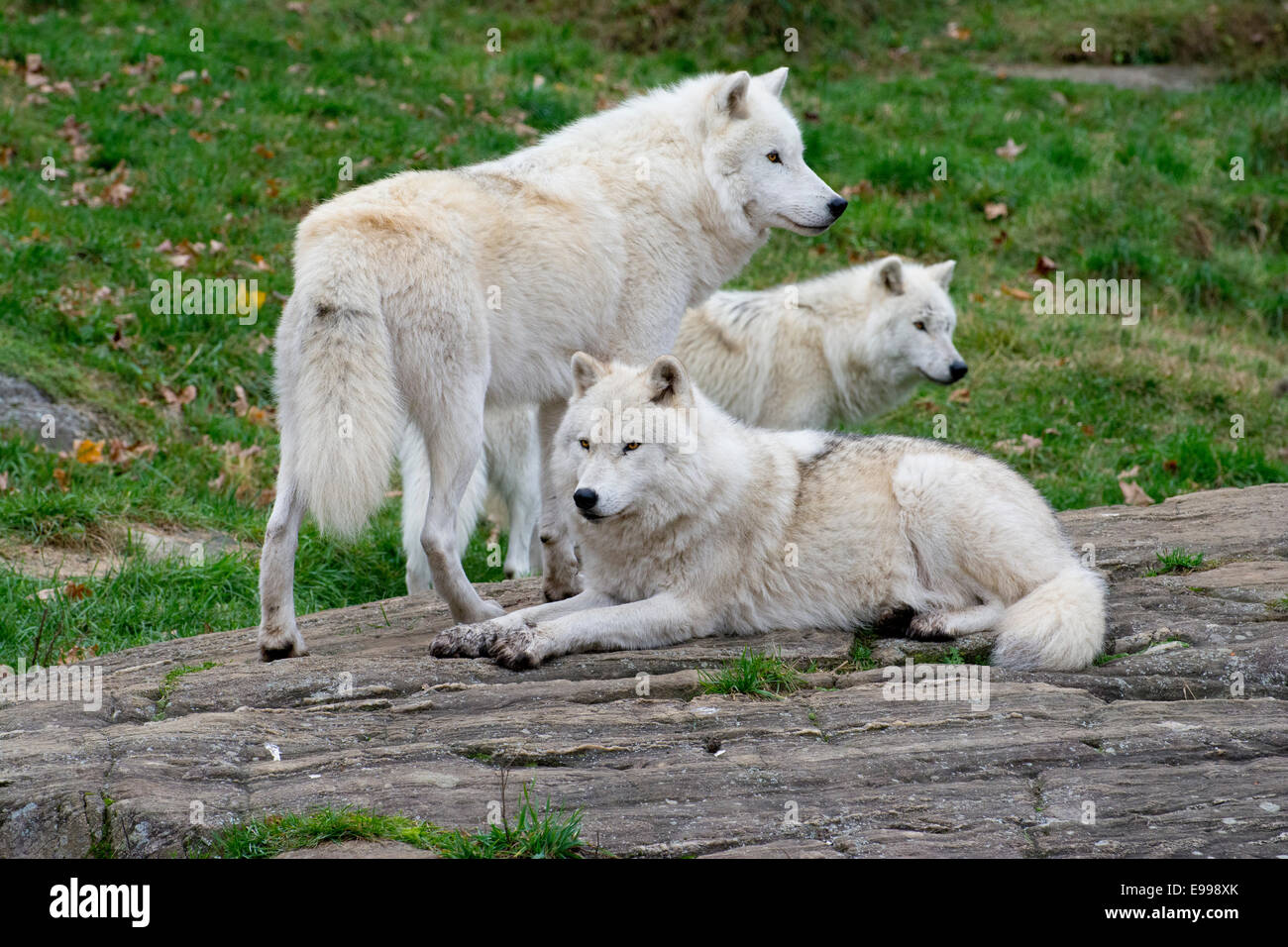 A trio of Arctic Wolves Stock Photo - Alamy