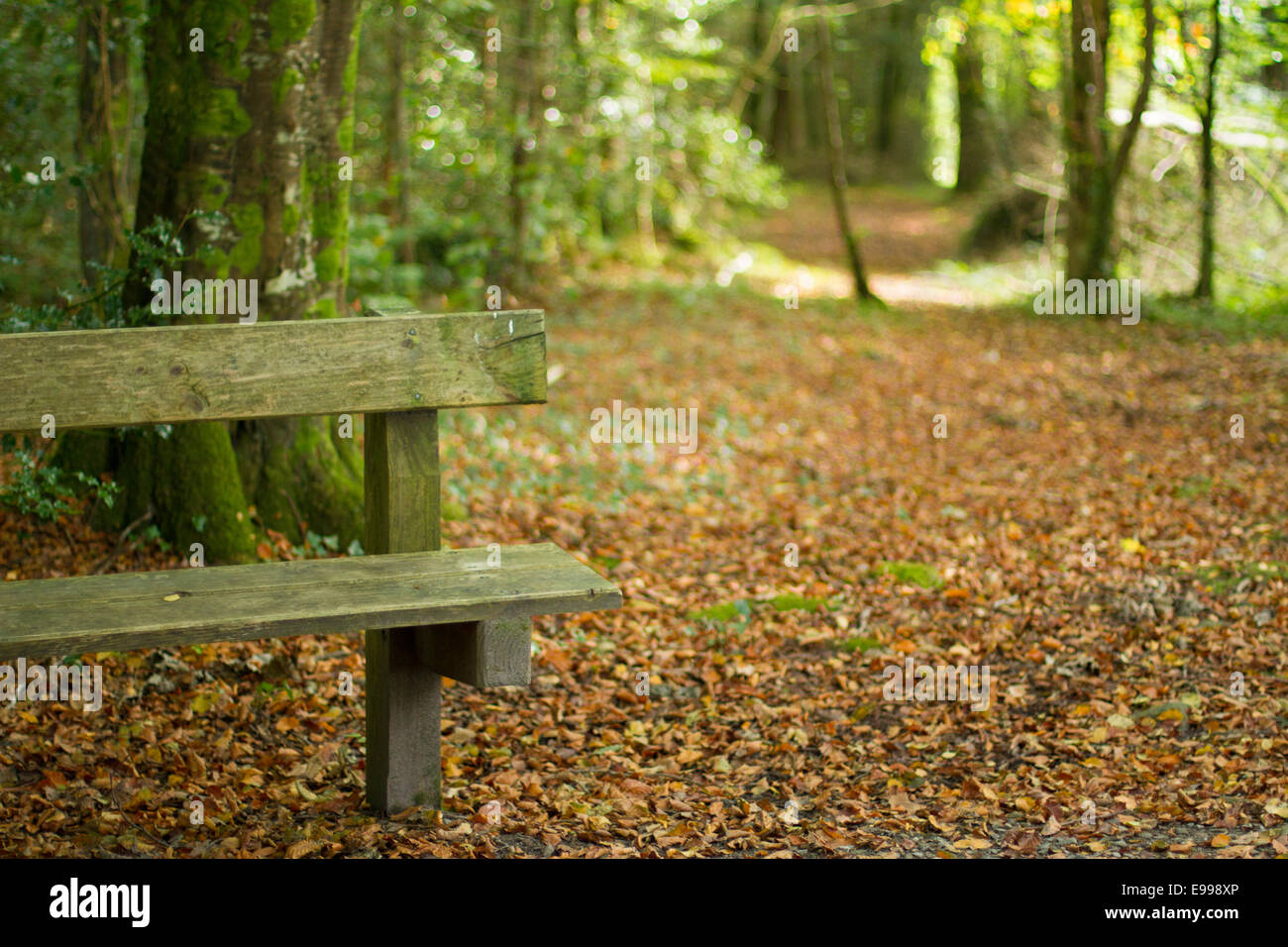 A forest park bench and leafy path Stock Photo - Alamy