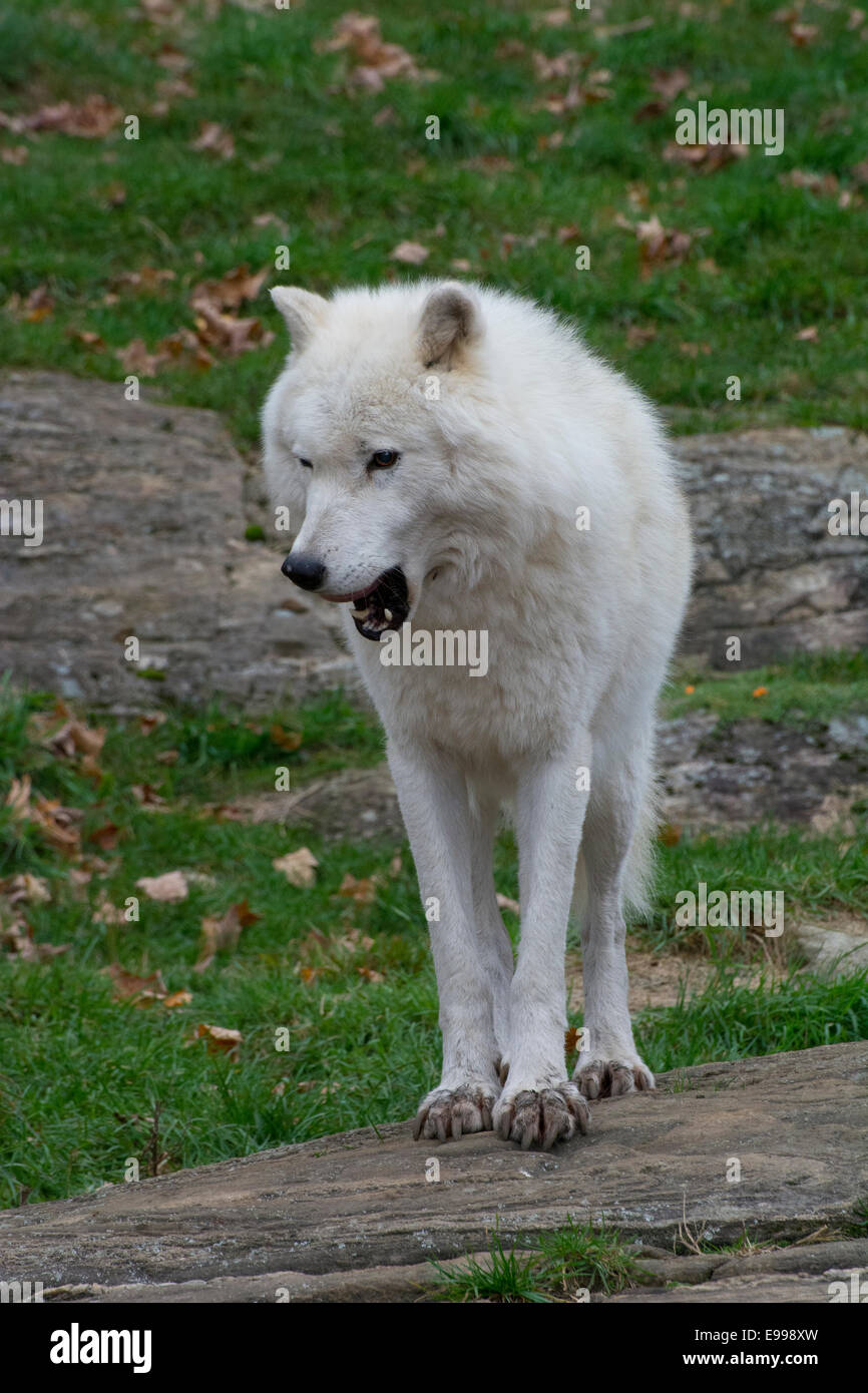 A view of an Arctic Wolf Stock Photo - Alamy