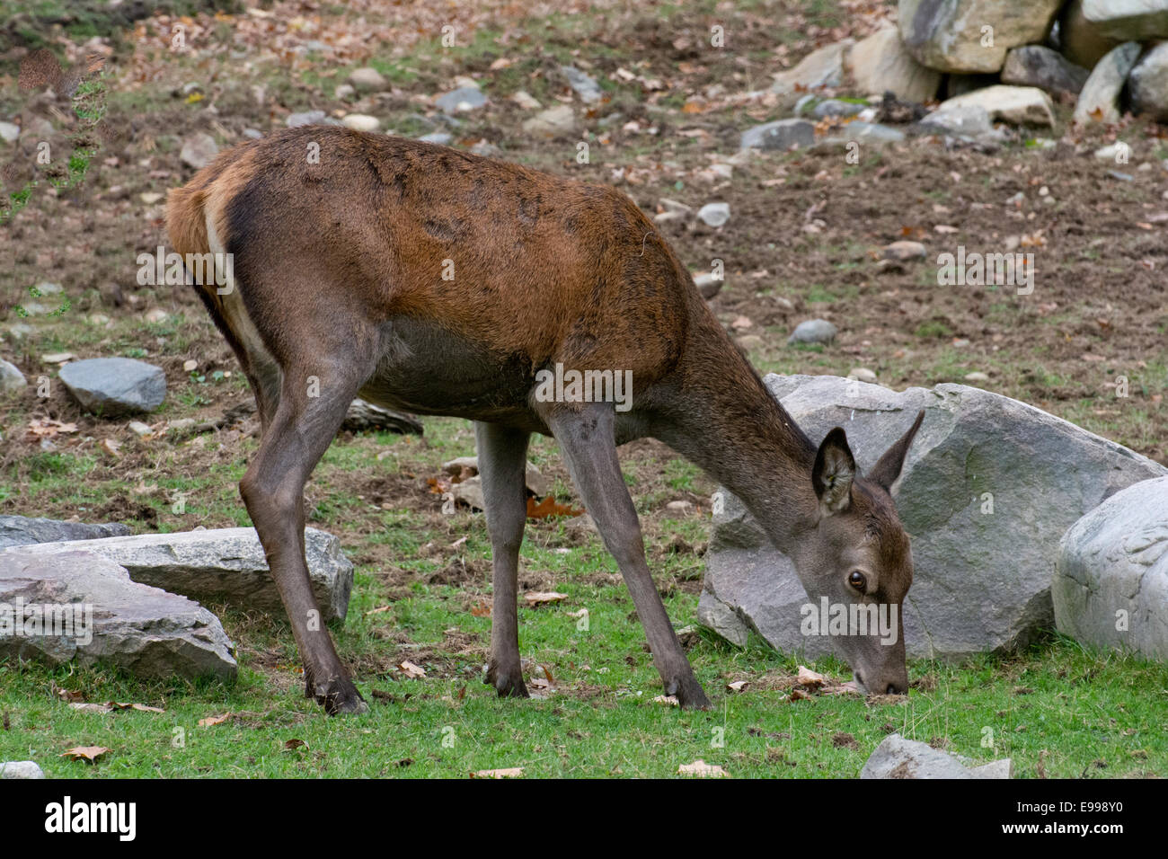 A female Red Deer at Omega Park Stock Photo - Alamy
