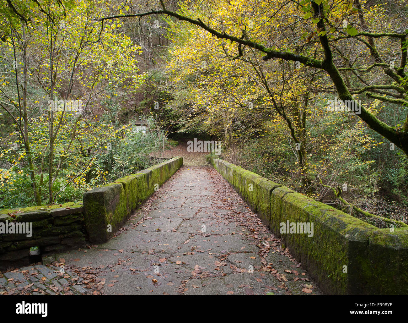 Stone bridge in the forest in Galicia, Spain Stock Photo - Alamy