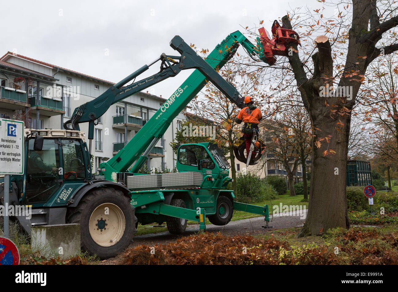 Workers chop down a tree at a housing estate in Bielefeld, Germany ...