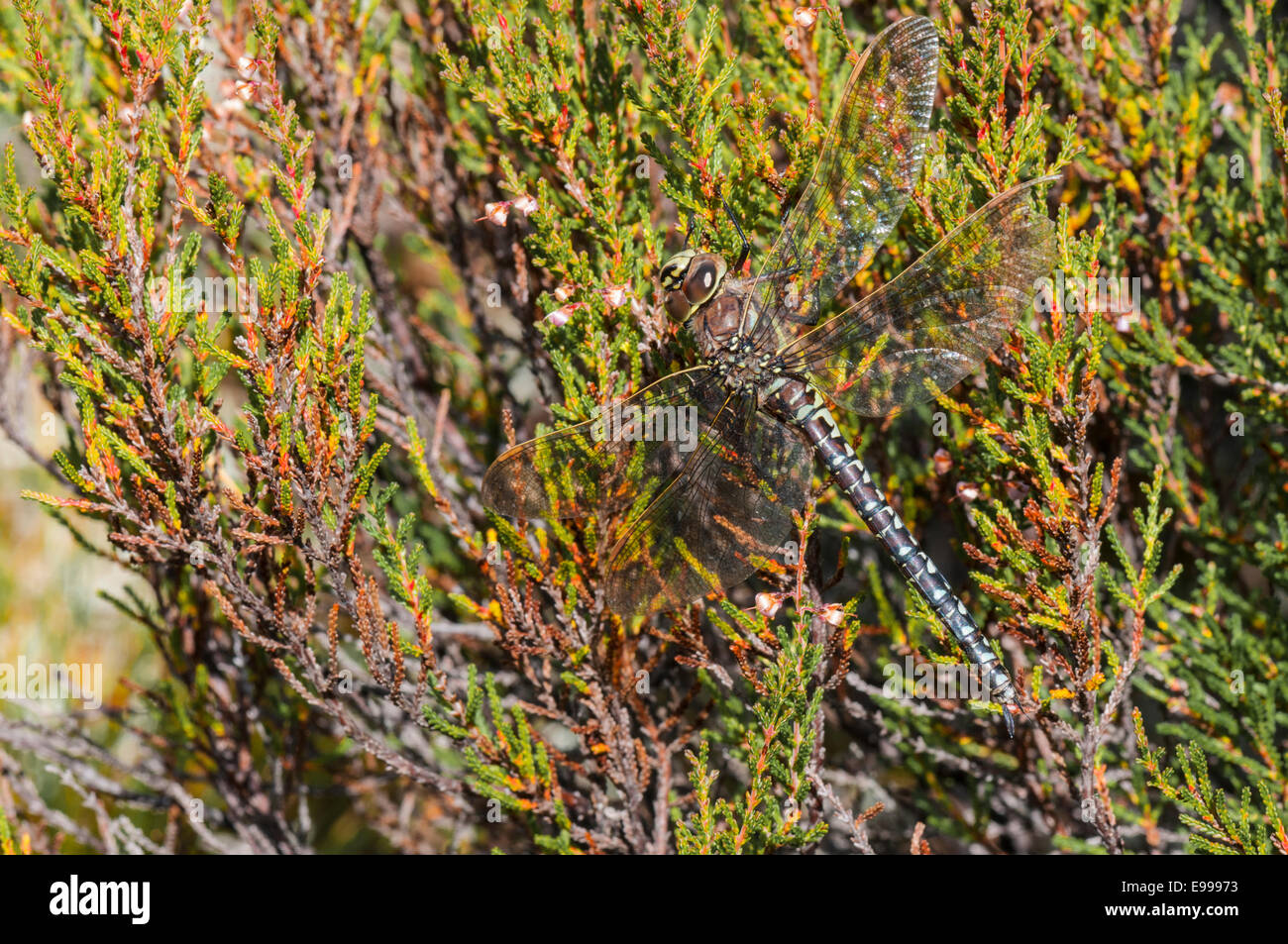 A photograph of a female Common Hawker Dragonfly, Aeshna juncea, at ...