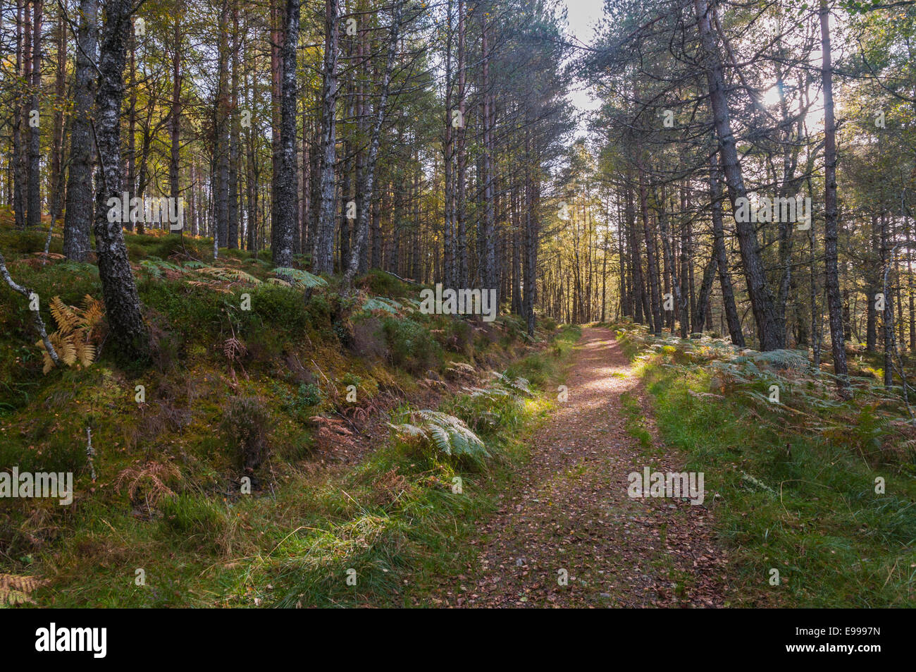 Walking woods path scotland highlands hi-res stock photography and ...