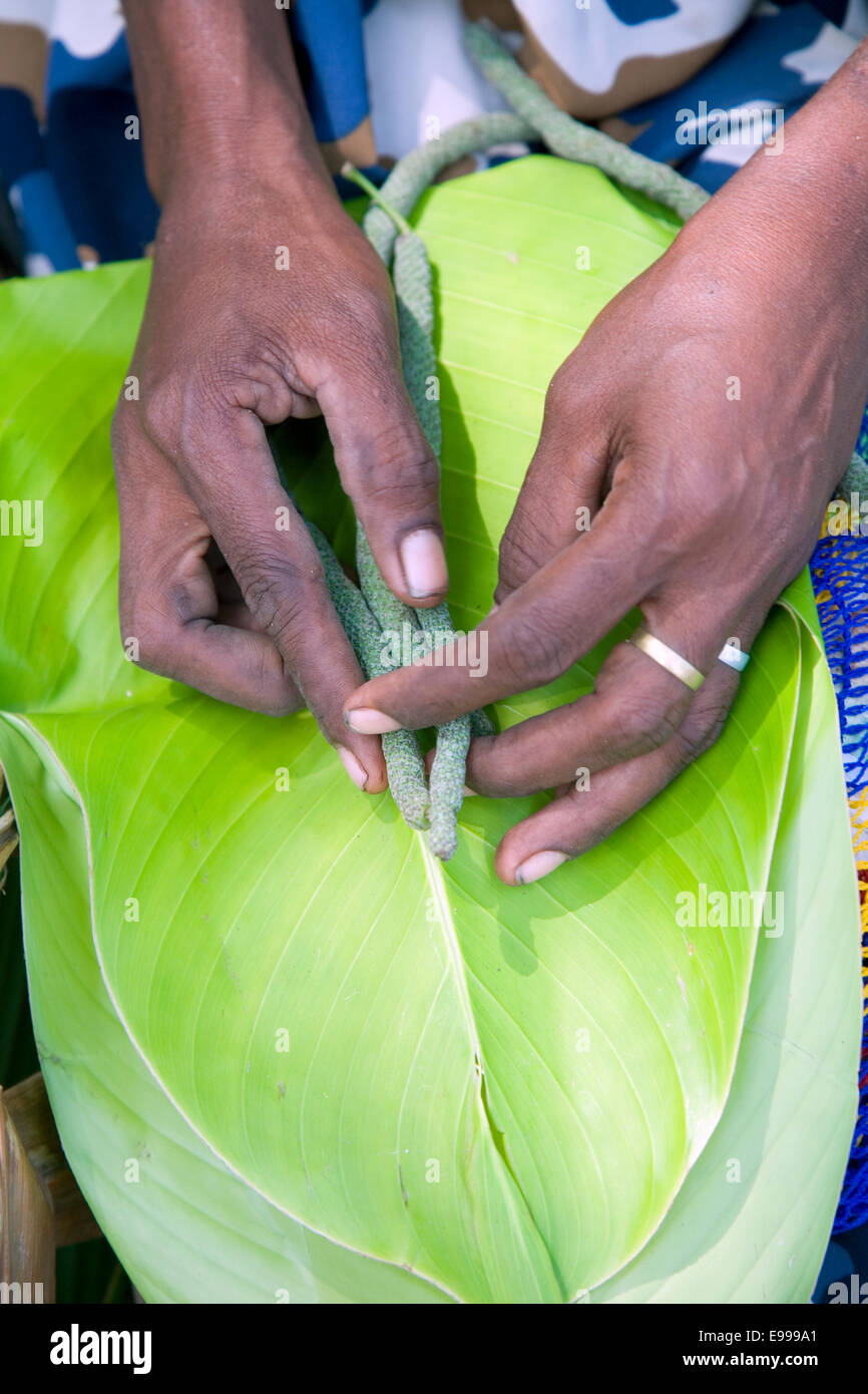 Betel nut is ground, mixed with mustard stick, crushed coral and lime ...