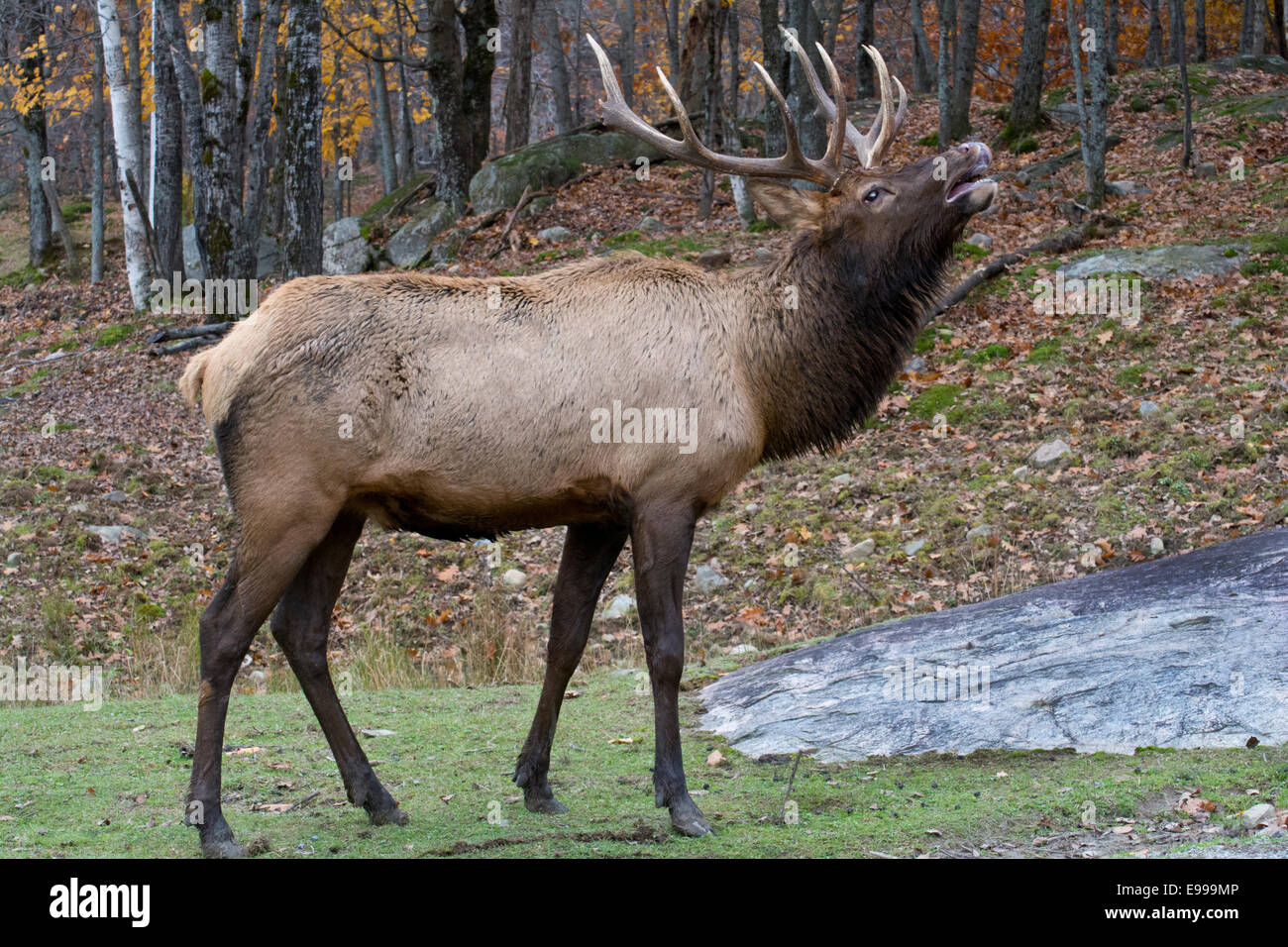 Bull wapiti hi-res stock photography and images - Alamy