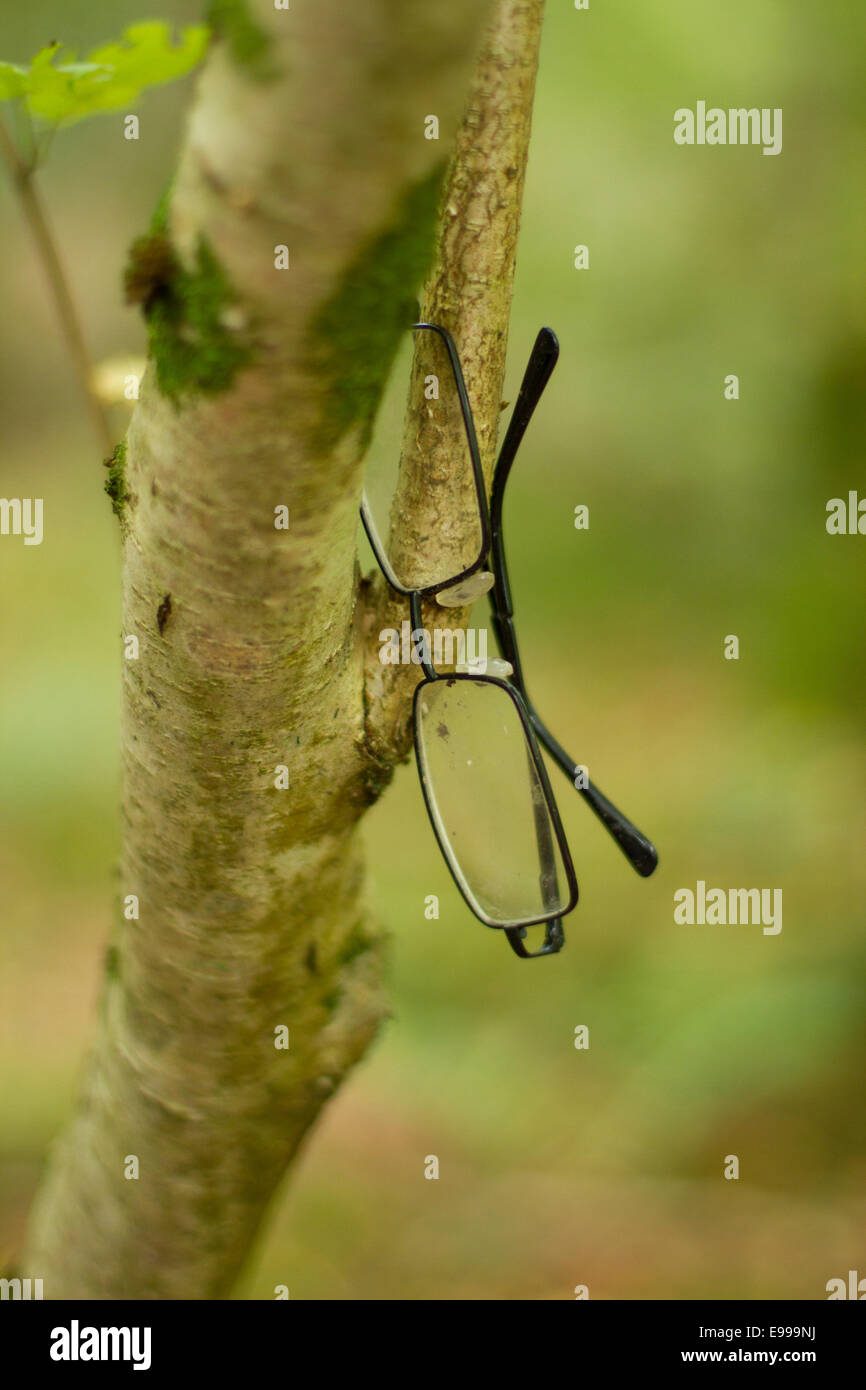 A pair of glasses on a tree in the forest Stock Photo - Alamy