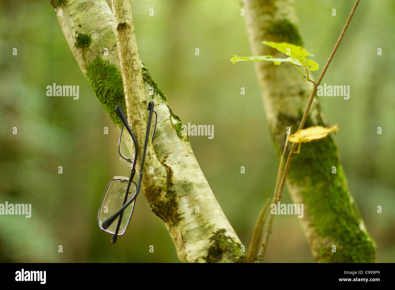 Green tree glasses hi-res stock photography and images - Alamy
