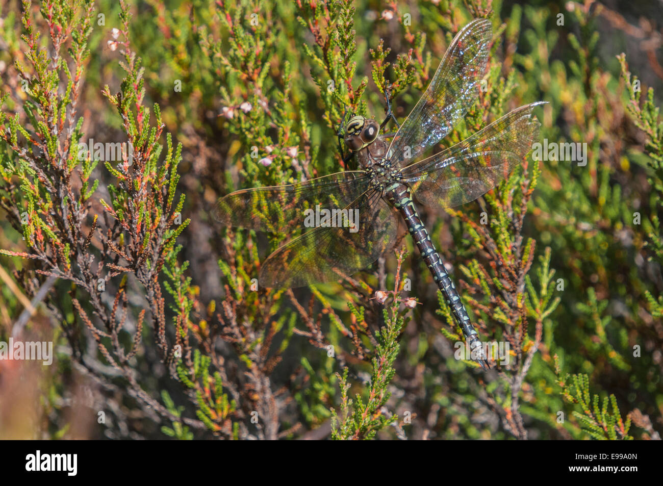 Common hawker dragonfly aeshna juncea hi-res stock photography and ...