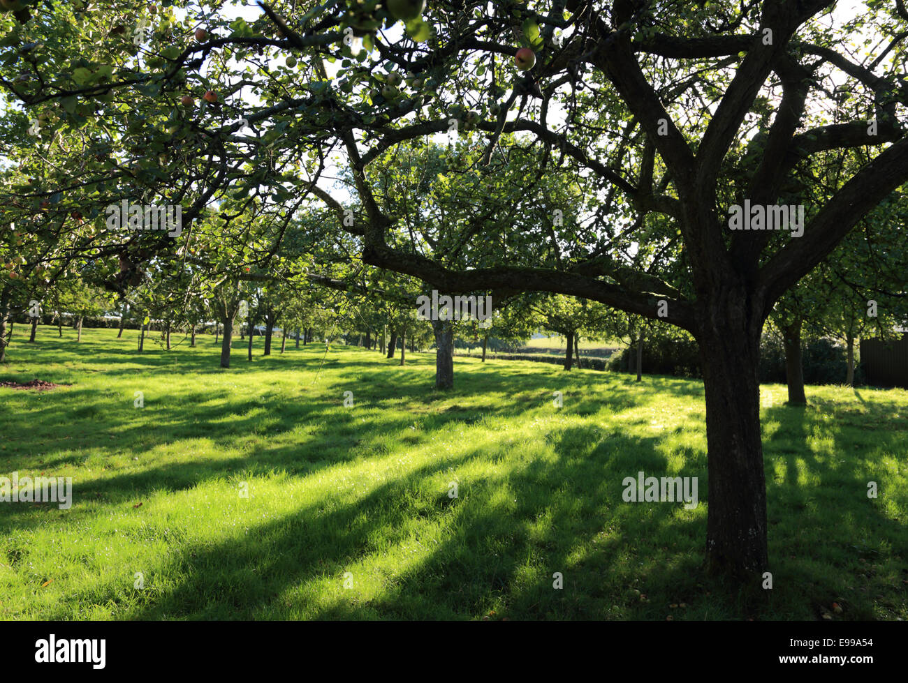 Hereford cider hi-res stock photography and images - Alamy